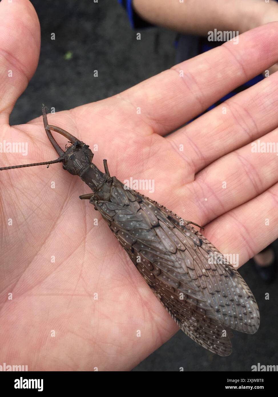 Eastern Dobsonfly (Corydalus cornutus) Insecta Stock Photo - Alamy