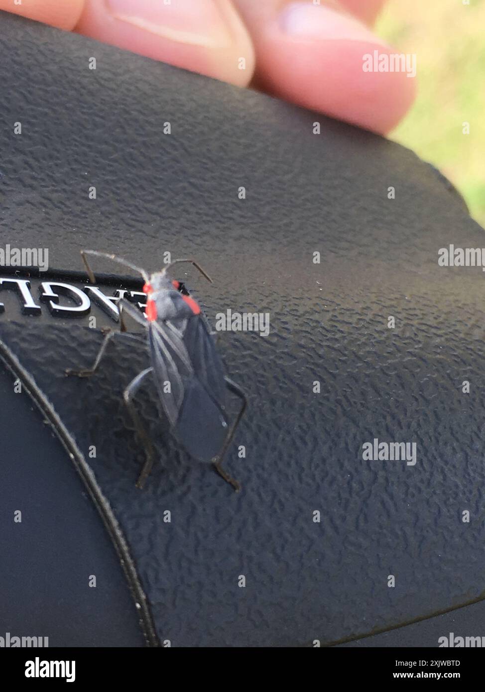 Red-shouldered Bug (Jadera haematoloma) Insecta Stock Photo - Alamy