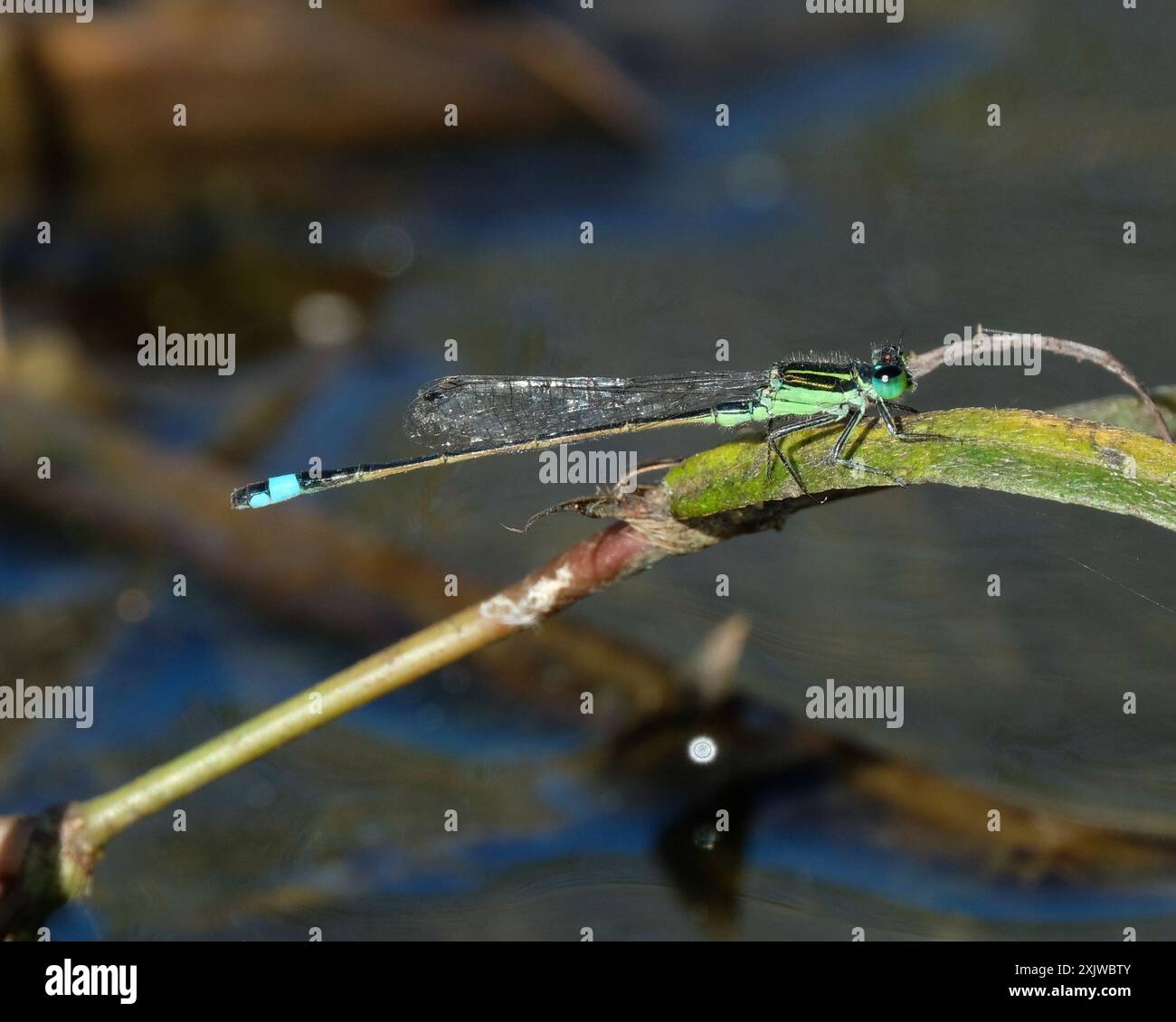 Rambur's Forktail (Ischnura ramburii) Insecta Stock Photo - Alamy