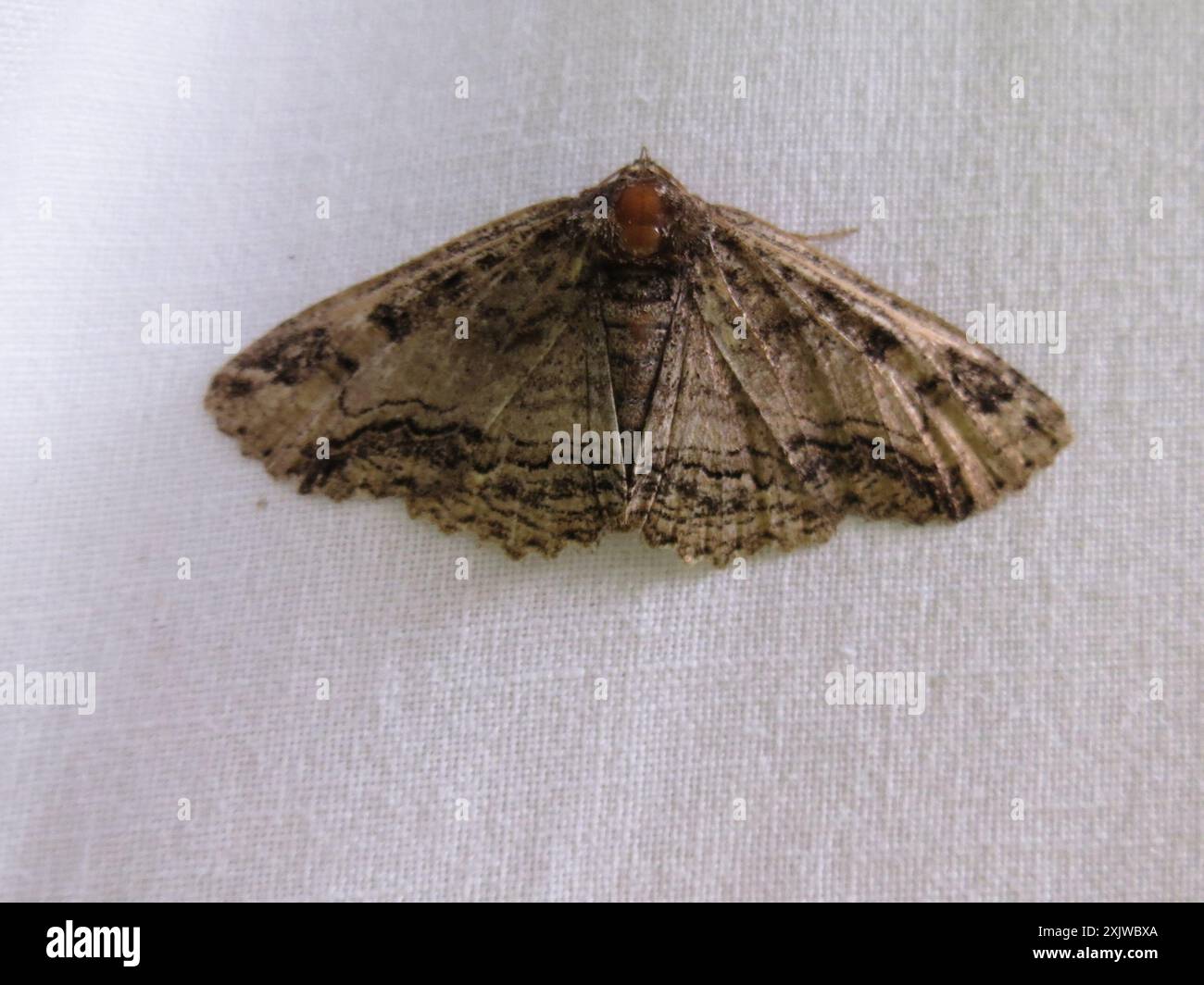 Zale Moths (Zale) Insecta Stock Photo - Alamy