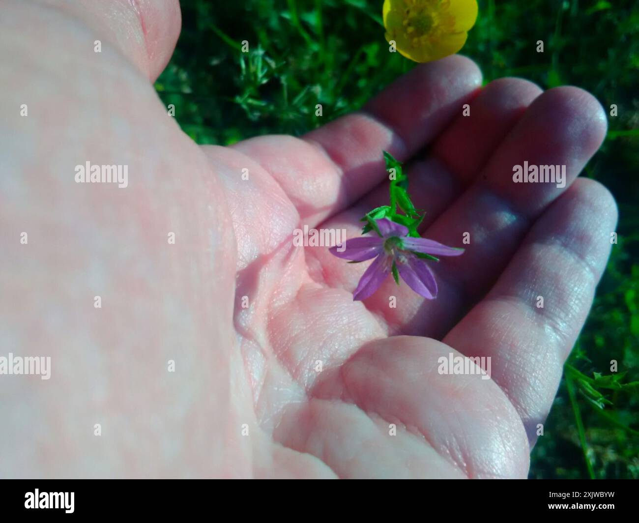 Venus's looking-glass (Triodanis biflora) Plantae Stock Photo - Alamy