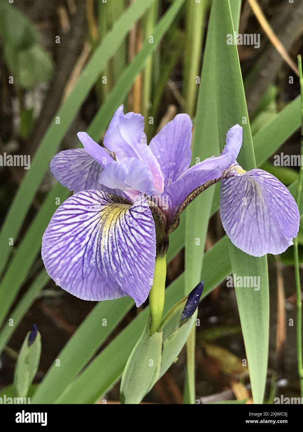 northern blue flag (Iris versicolor) Plantae Stock Photo - Alamy
