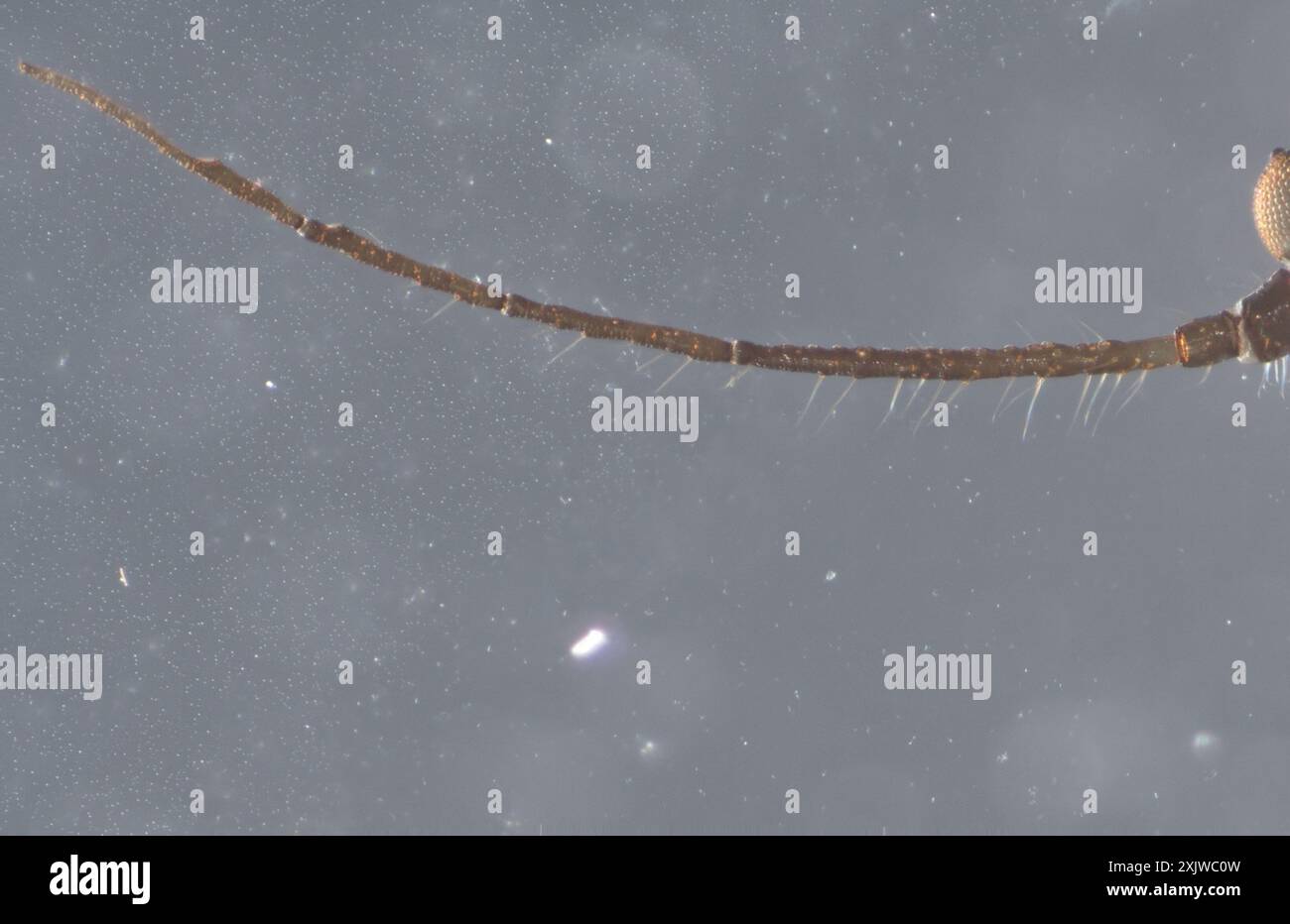 Willow Bark Aphids (Pterocomma) Insecta Stock Photo - Alamy