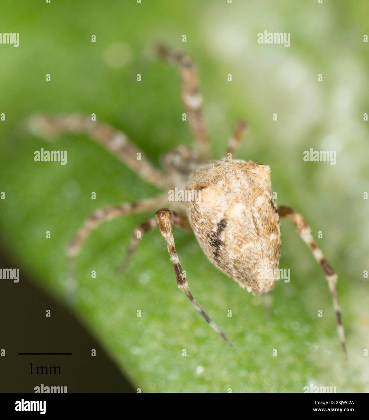 Uloborus hi-res stock photography and images - Alamy