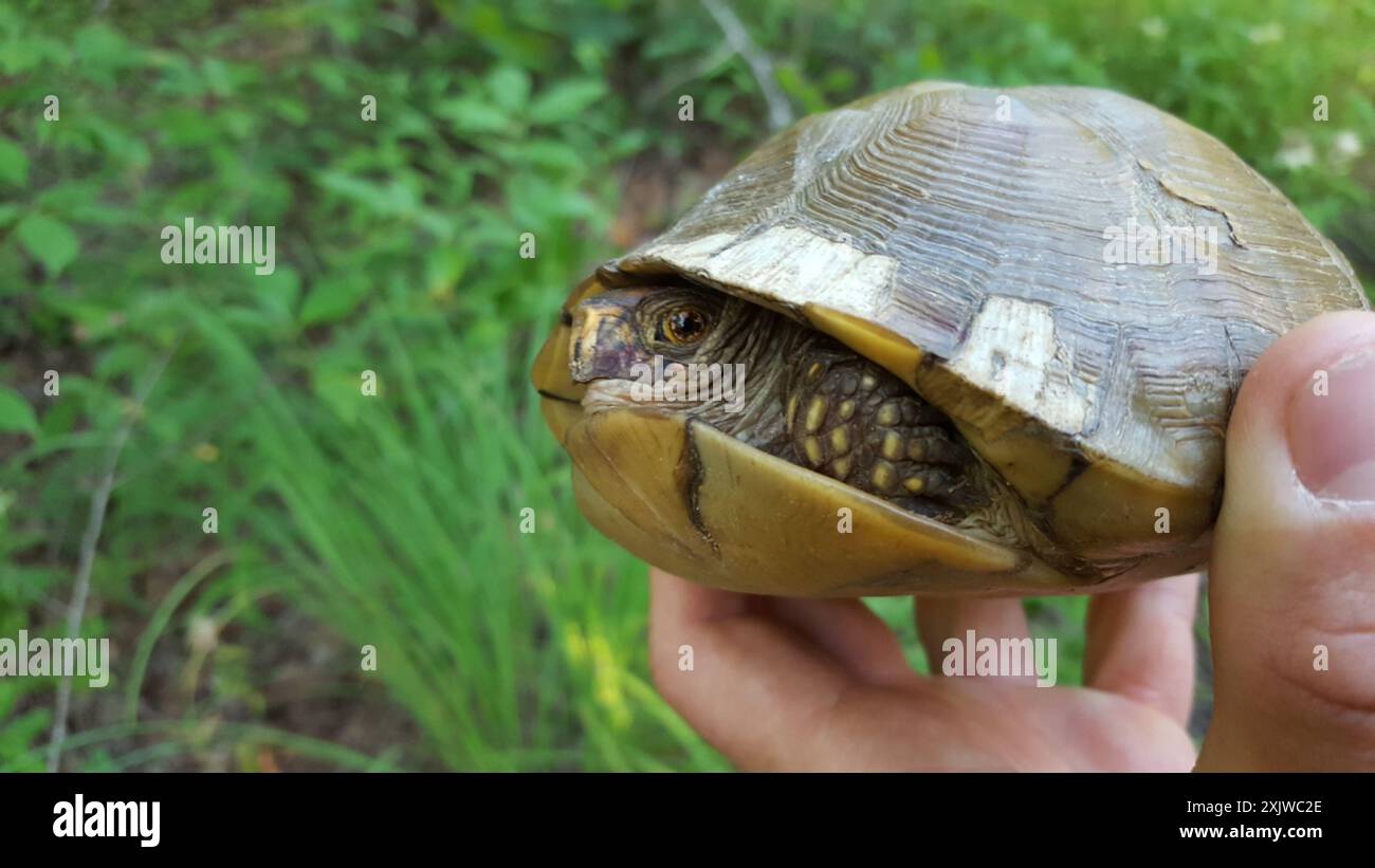 Three-toed Box Turtle (Terrapene triunguis) Reptilia Stock Photo - Alamy