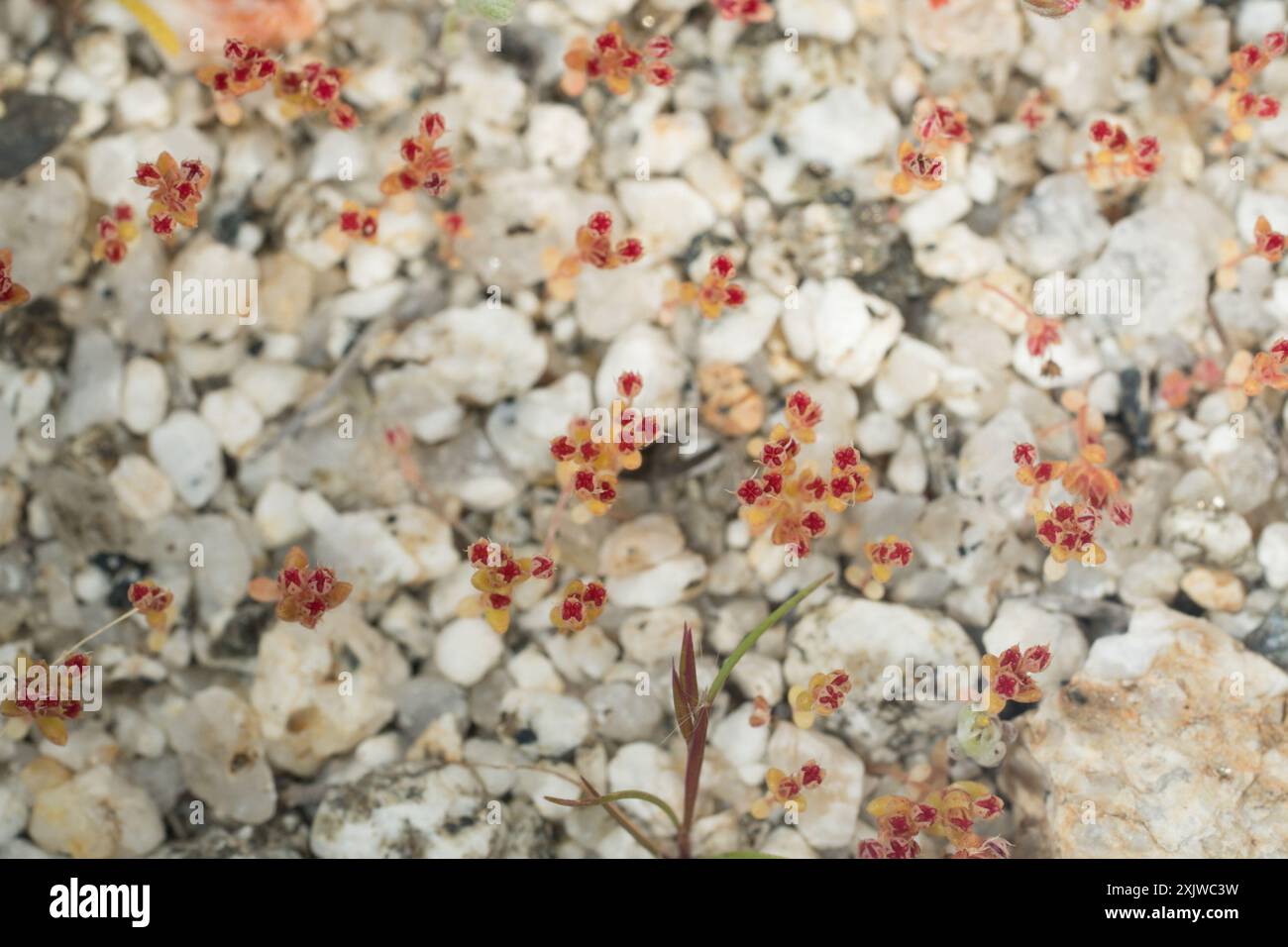 sand pygmyweed (Crassula connata) Plantae Stock Photo - Alamy