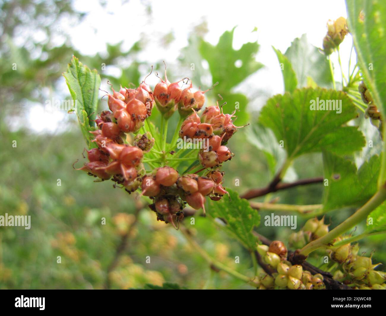 common ninebark (Physocarpus opulifolius) Plantae Stock Photo - Alamy