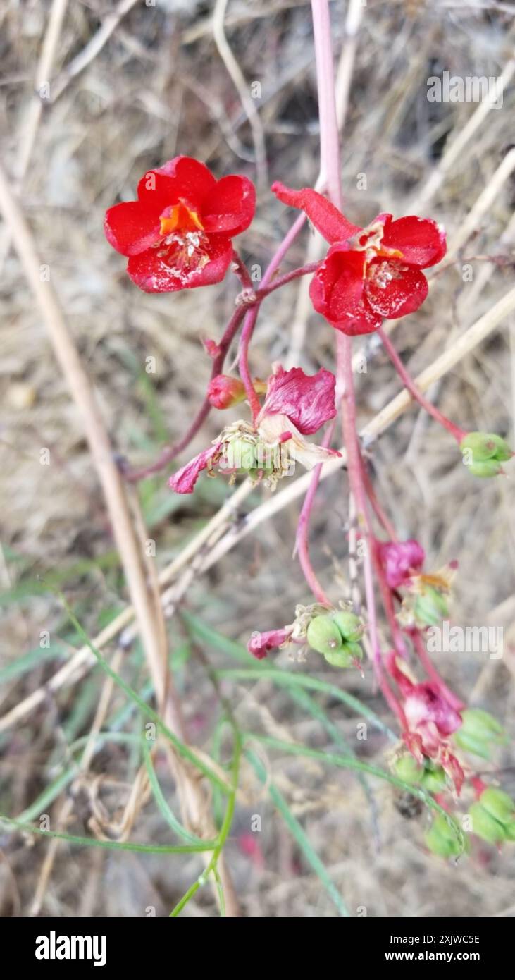Delphinium cardinale hi-res stock photography and images - Alamy