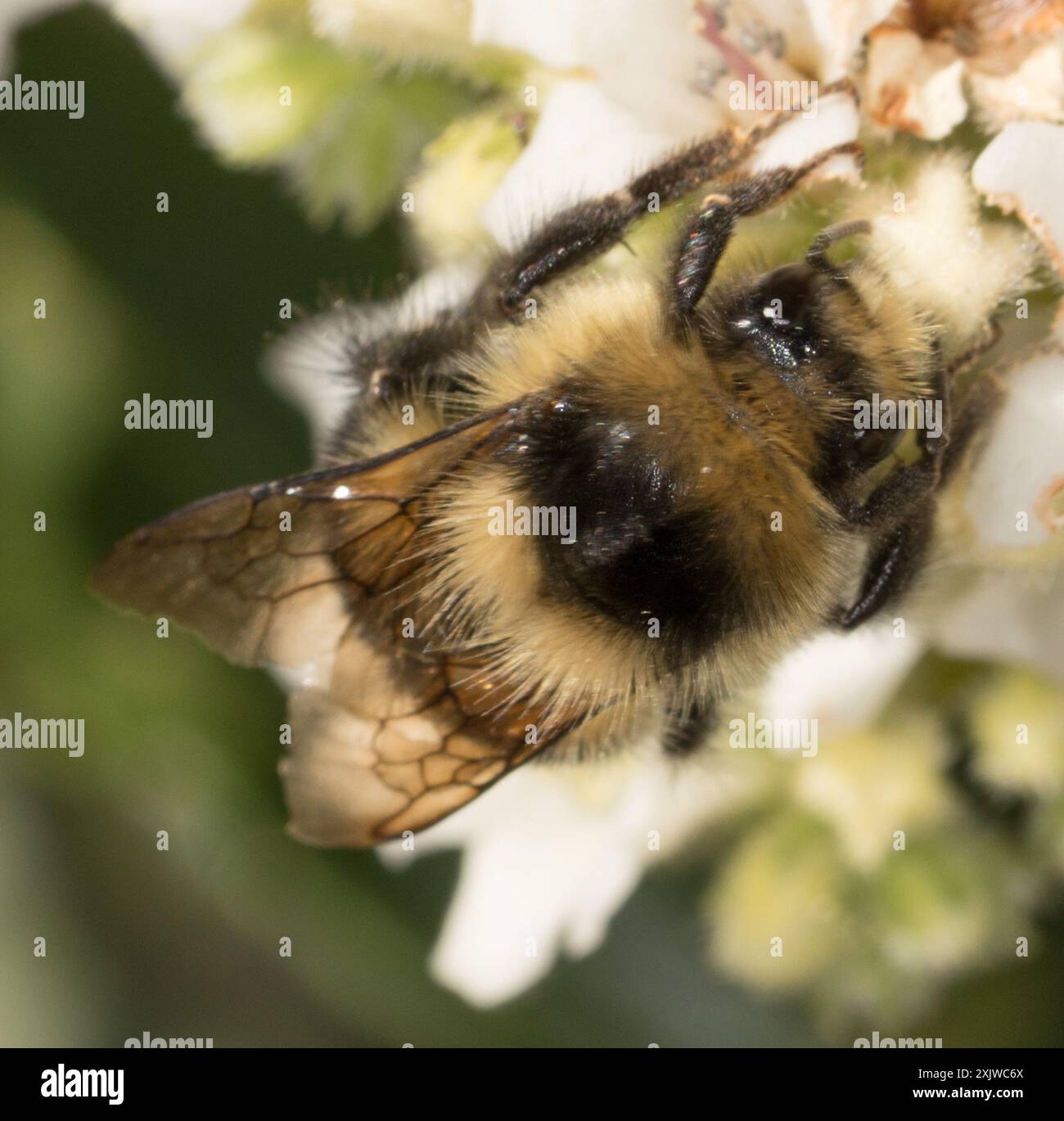 Black-tailed Bumble Bee (Bombus melanopygus) Insecta Stock Photo - Alamy