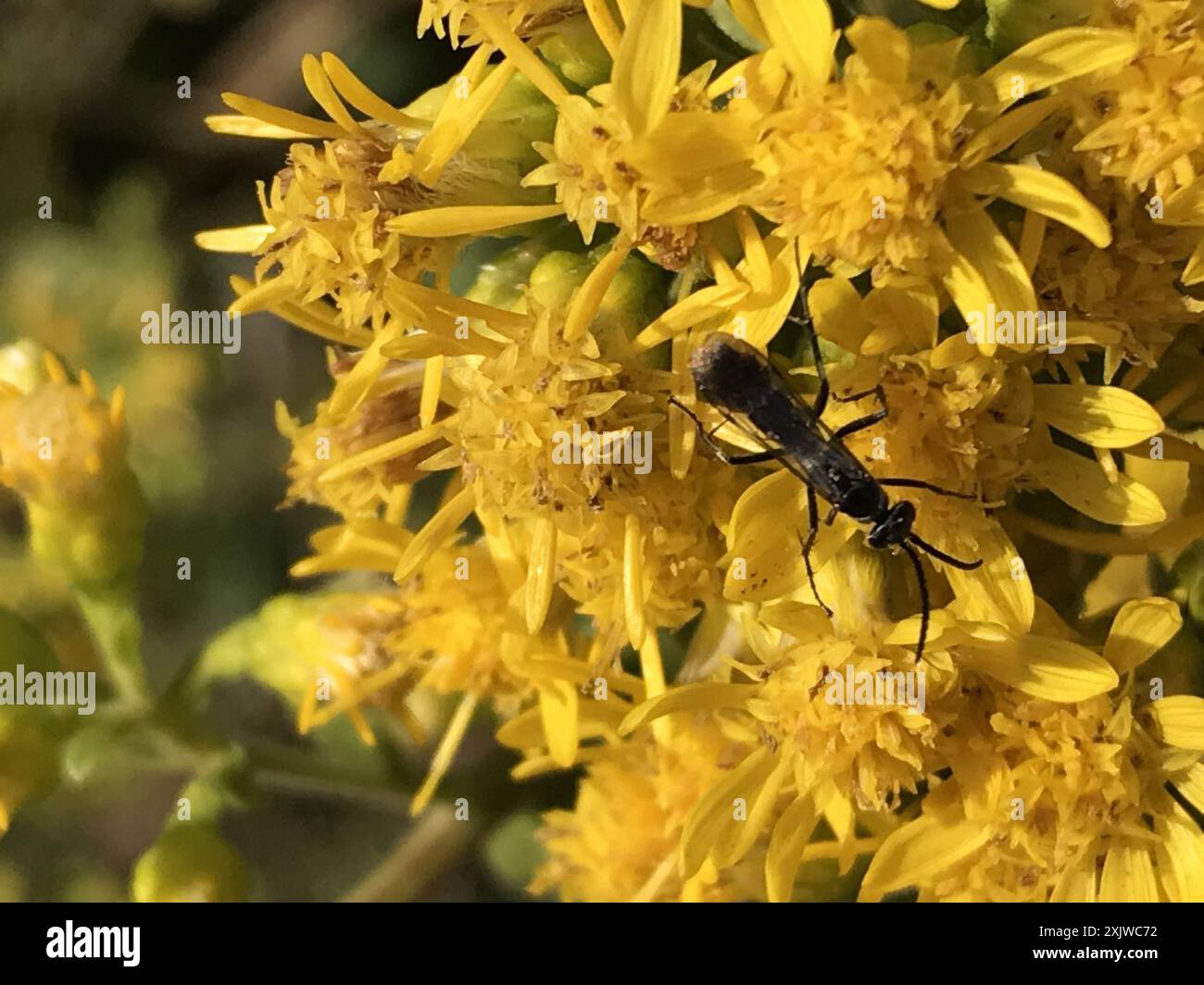 Spider Wasps (Pompilidae) Insecta Stock Photo - Alamy