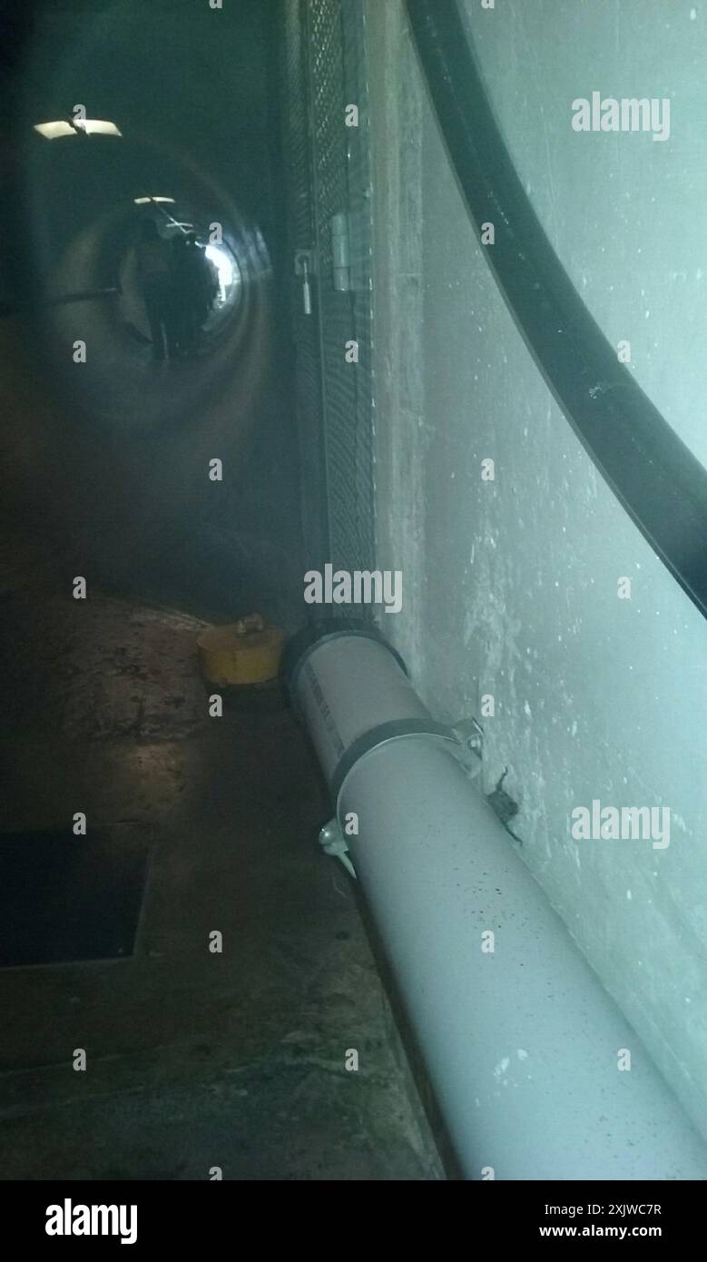 Mexican Free-tailed Bat (Tadarida brasiliensis) Mammalia Stock Photo ...