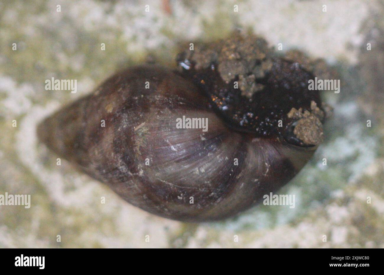 African Giant Snail (Lissachatina fulica) Mollusca Stock Photo - Alamy