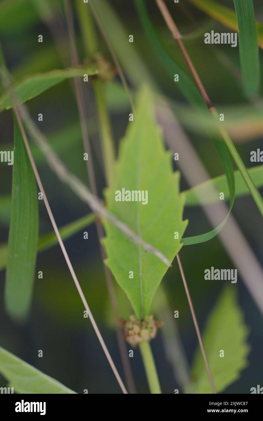 northern bugleweed (Lycopus uniflorus) Plantae Stock Photo - Alamy