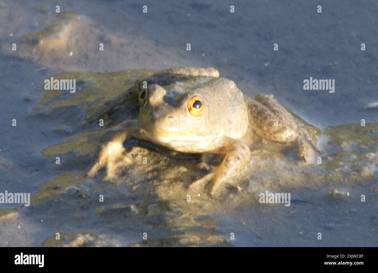 American Bullfrog (Lithobates catesbeianus) Amphibia Stock Photo - Alamy