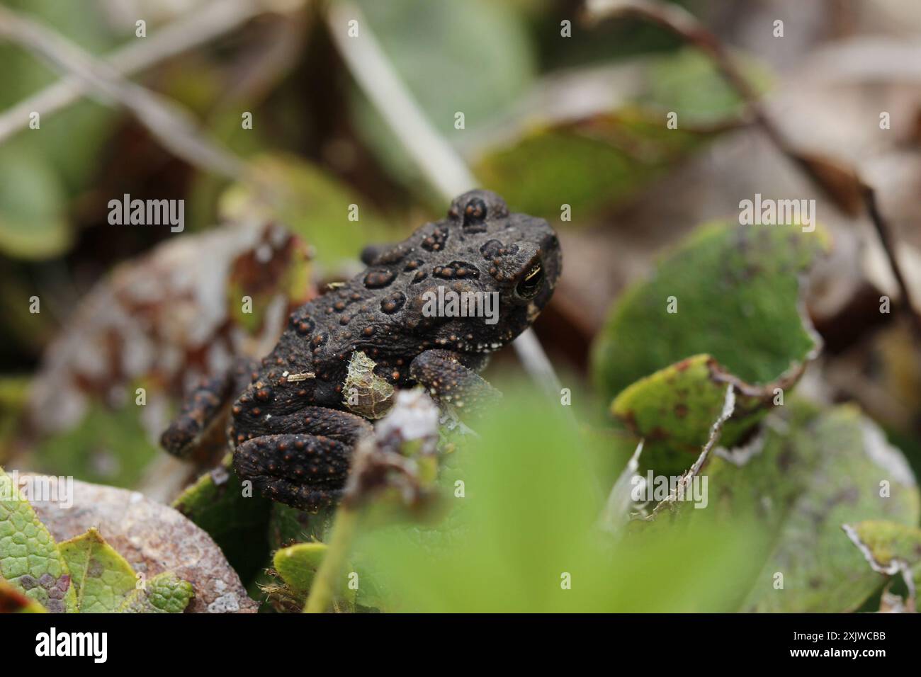 Eastern American Toad (Anaxyrus americanus americanus) Amphibia Stock ...