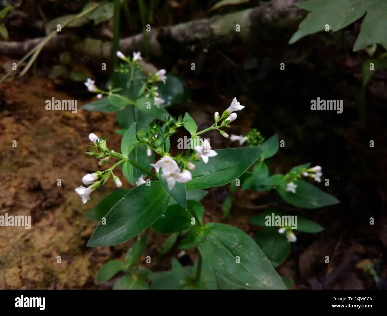 summer bluet (Houstonia purpurea) Plantae Stock Photo - Alamy