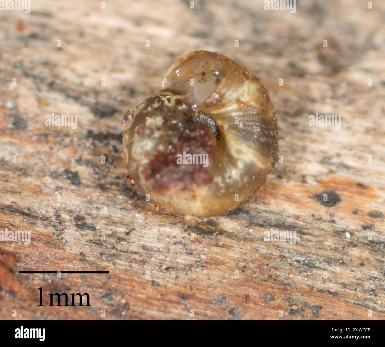 Gastropods (Gastropoda) Mollusca Stock Photo - Alamy