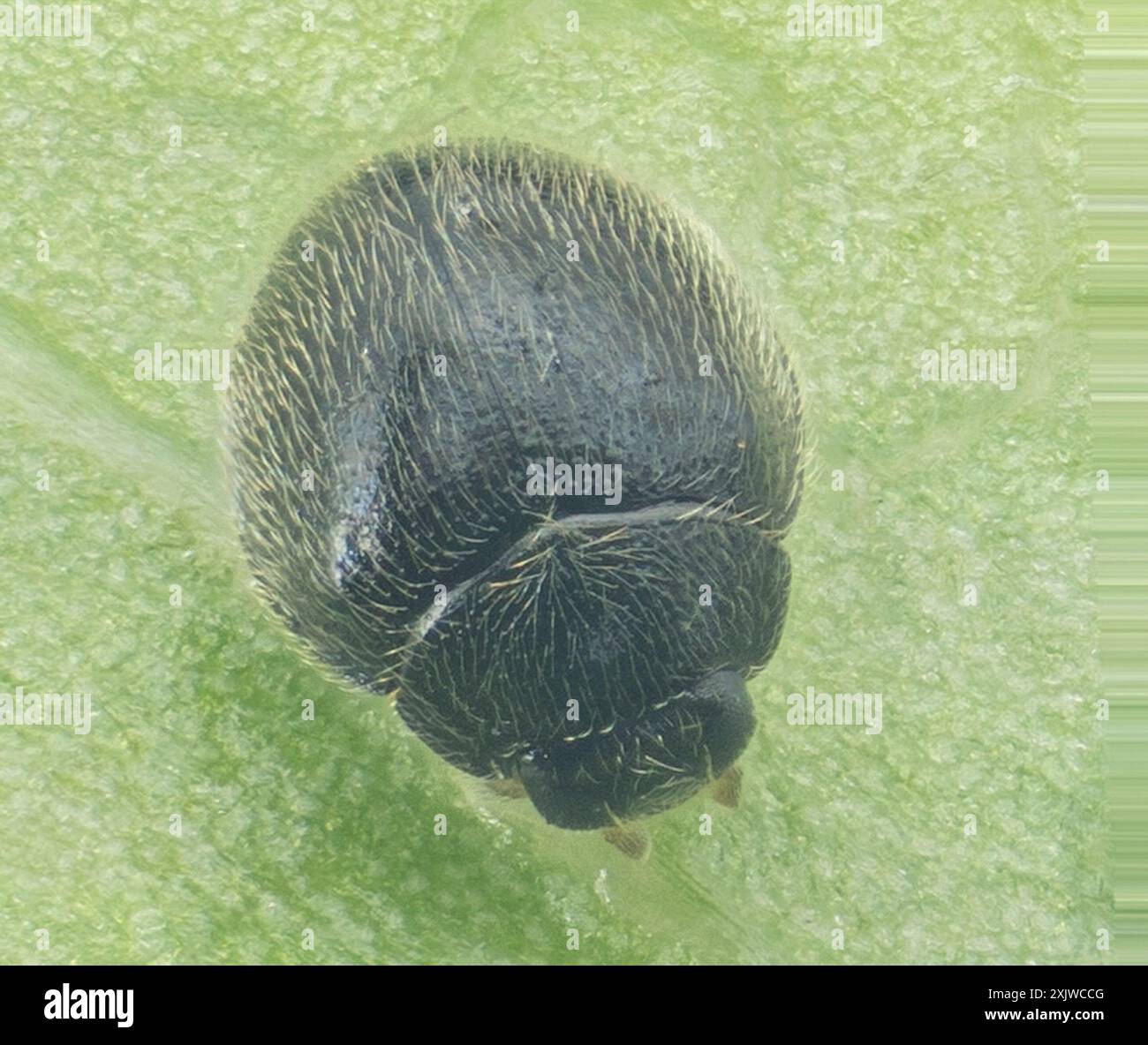 Spider Mite Destroyer (Stethorus punctum) Insecta Stock Photo - Alamy