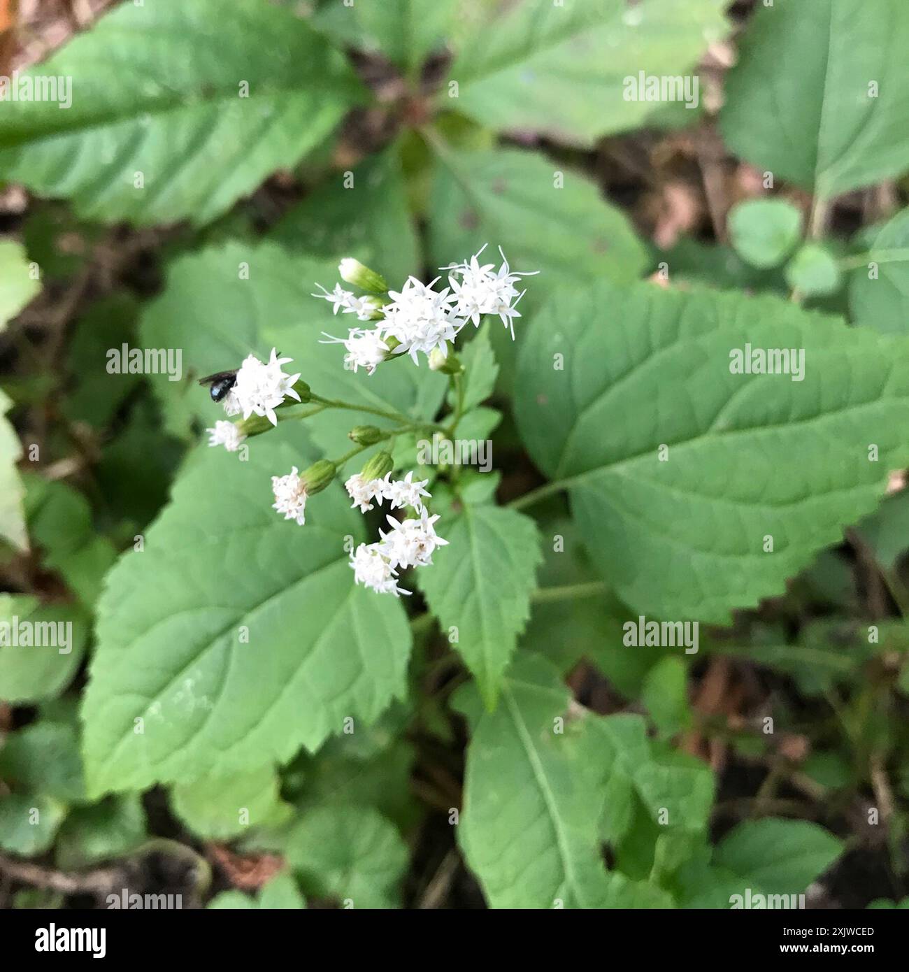 white snakeroot (Ageratina altissima) Plantae Stock Photo - Alamy