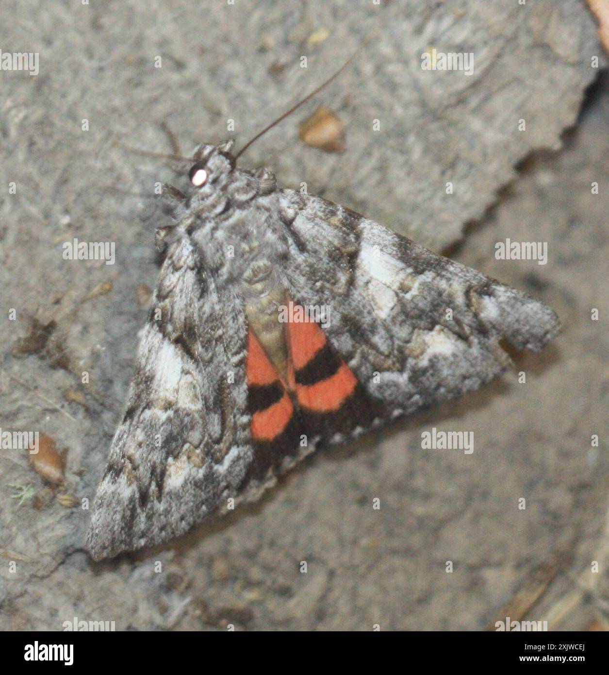 Underwing Moths (Catocala) Insecta Stock Photo - Alamy