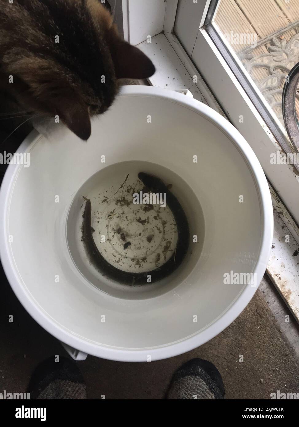 Short-finned Eel (Anguilla australis) Actinopterygii Stock Photo - Alamy