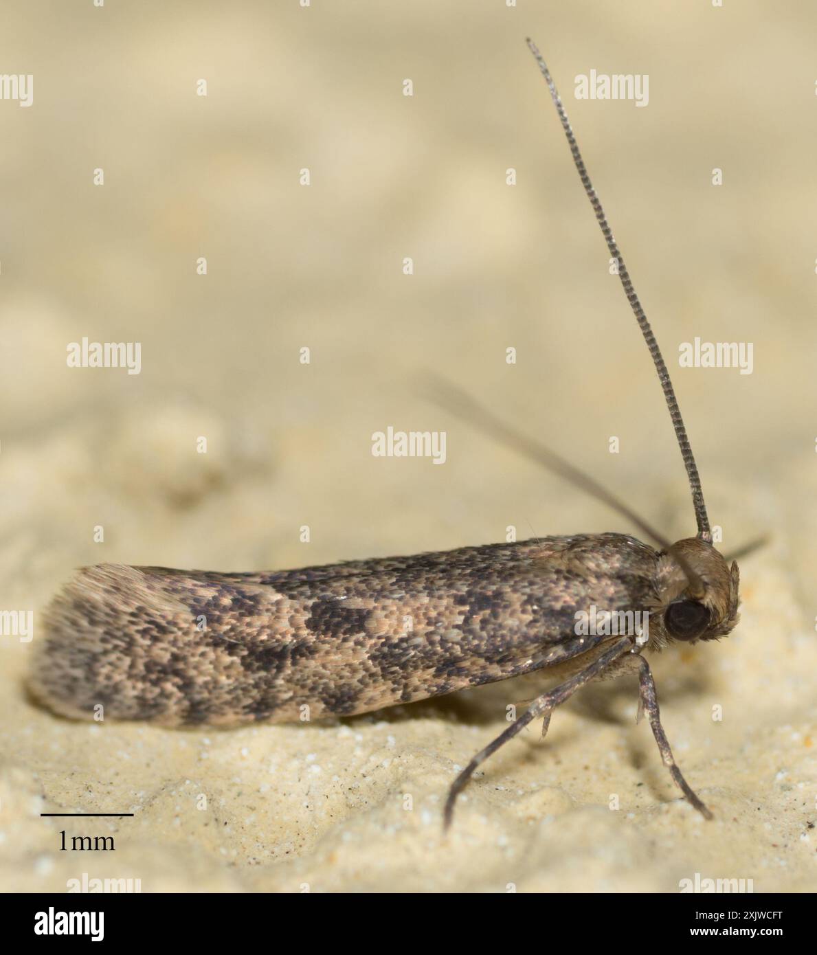 Fungus Moths, Clothes Moths, & Allies (Tineidae) Insecta Stock Photo ...