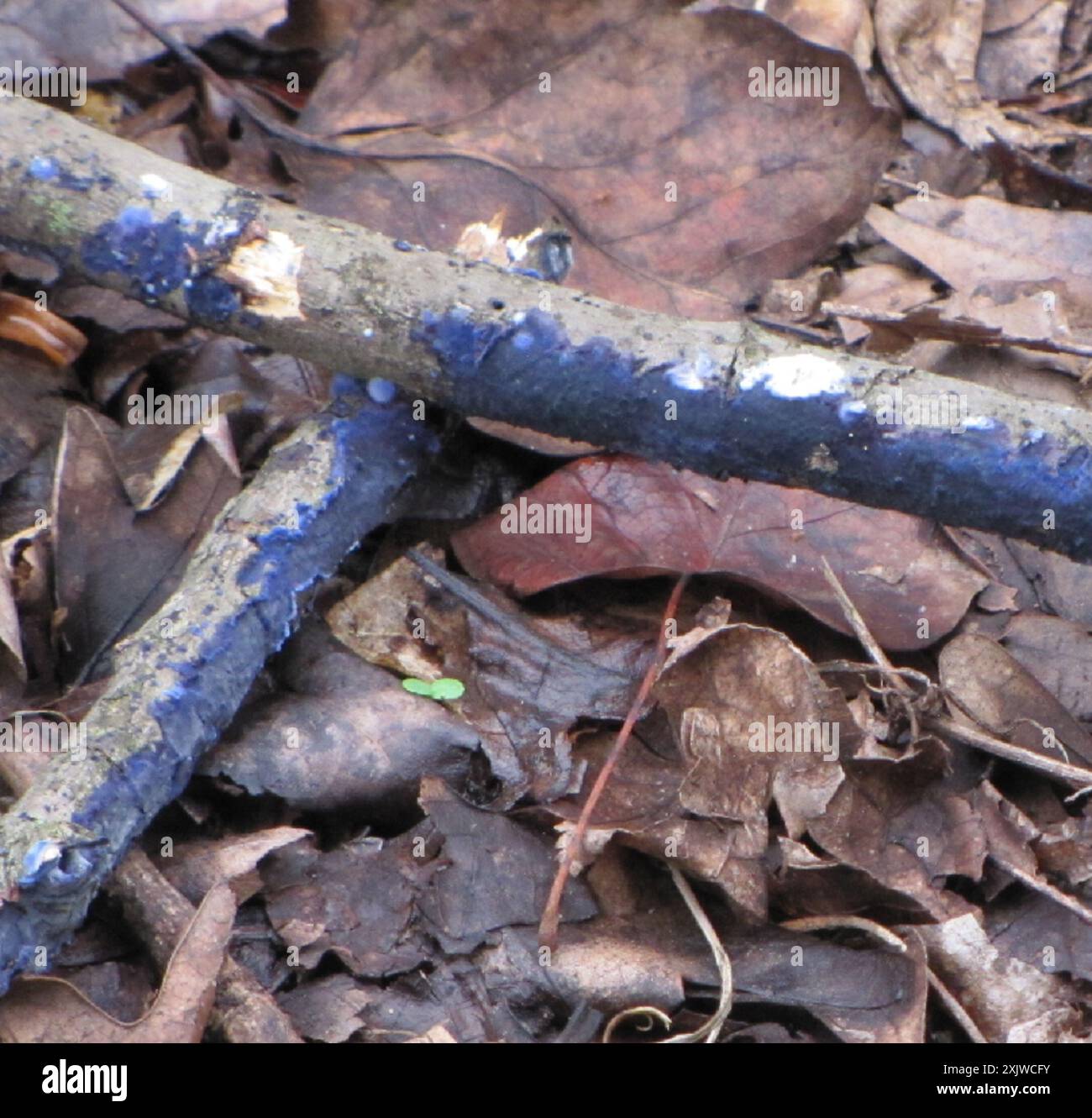 Cobalt Crust (Terana coerulea) Fungi Stock Photo - Alamy