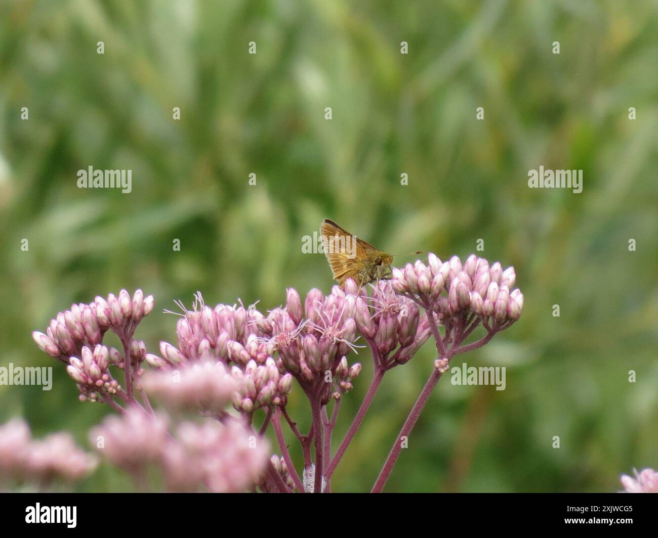 Black dash hi-res stock photography and images - Alamy