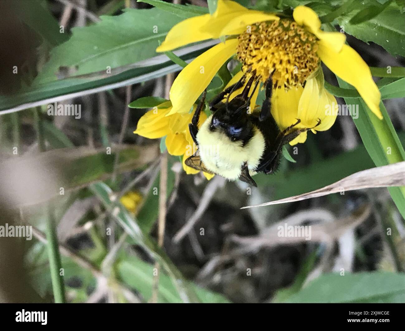 Common Eastern Bumble Bee (Bombus impatiens) Insecta Stock Photo - Alamy
