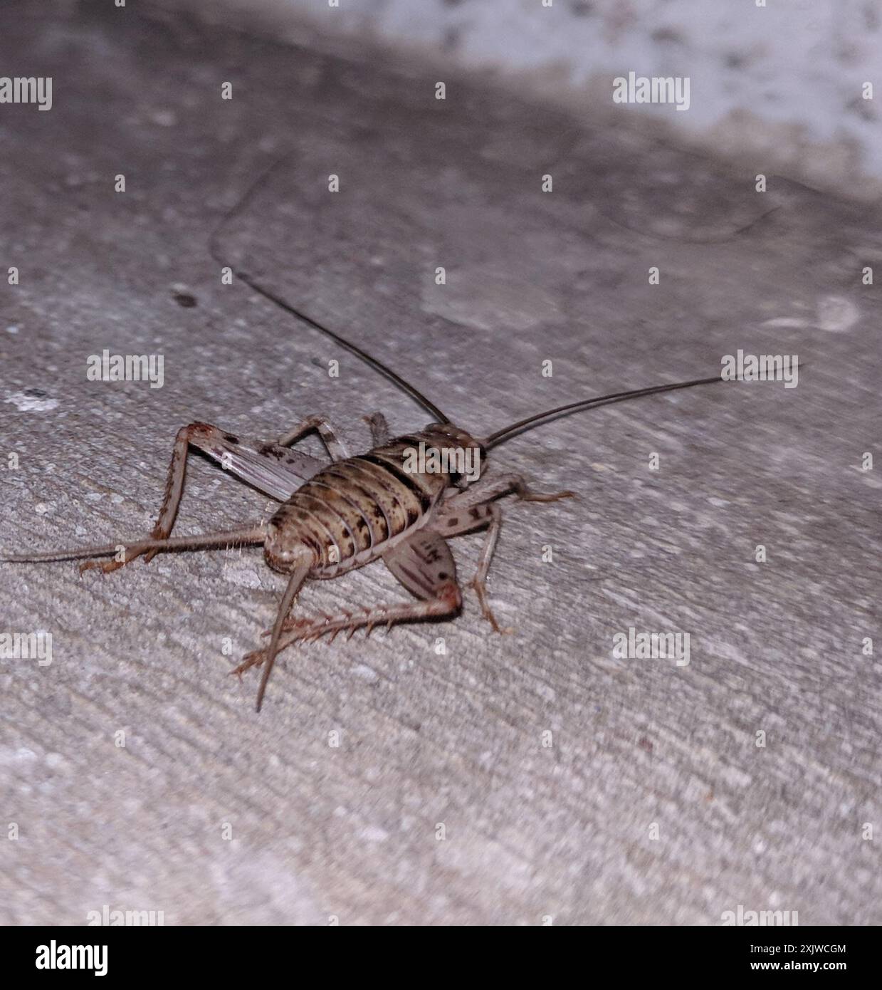 Tropical house cricket hi-res stock photography and images - Alamy