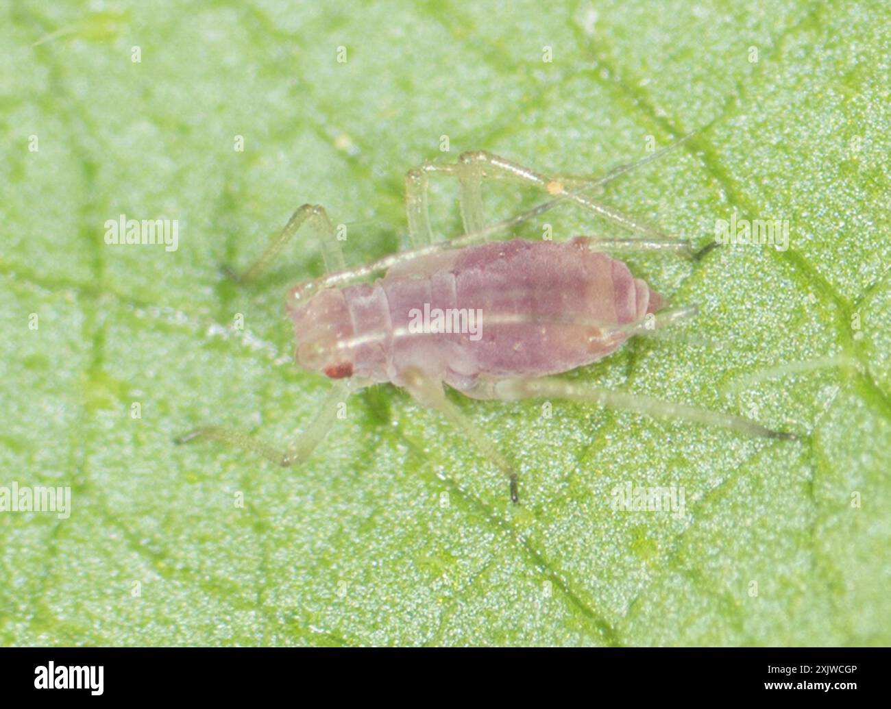 Potato Aphid (Macrosiphum euphorbiae) Insecta Stock Photo - Alamy