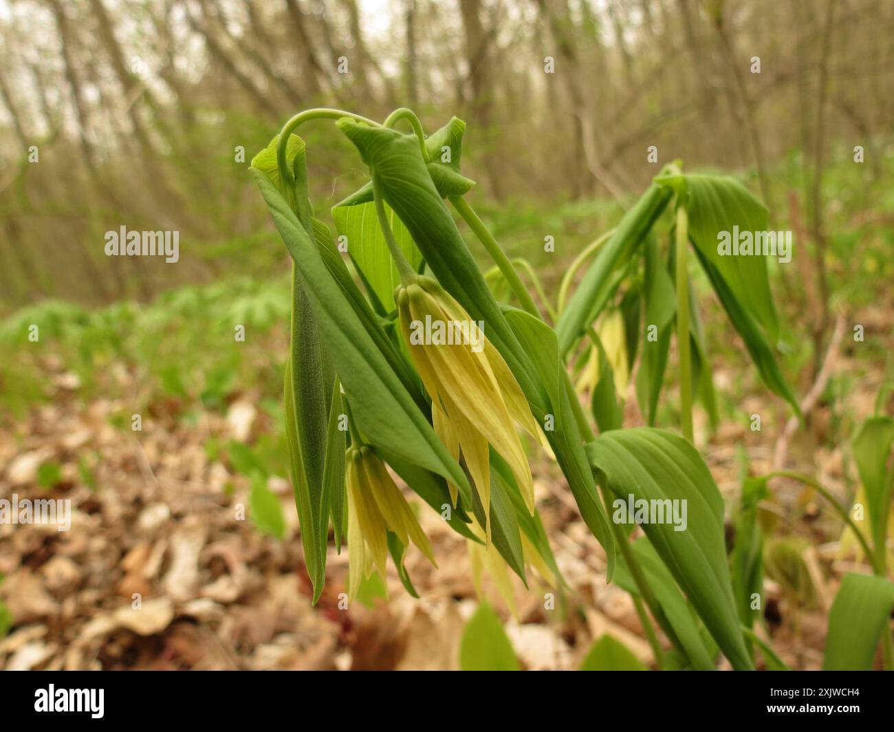 largeflower bellwort (Uvularia grandiflora) Plantae Stock Photo - Alamy