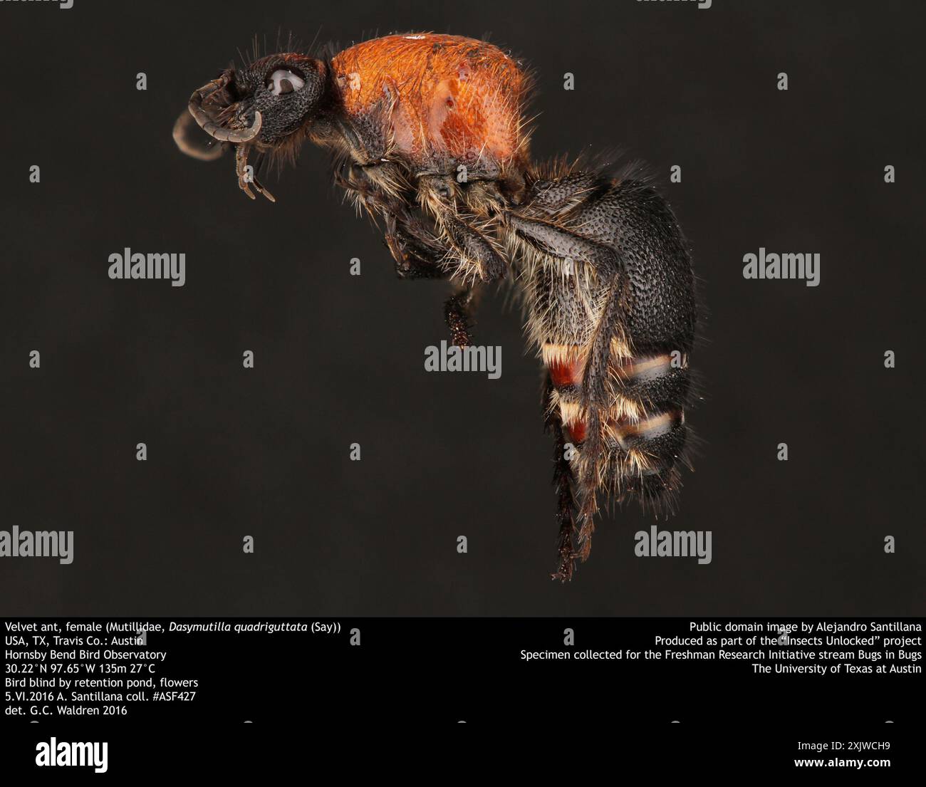 Four-spotted Velvet Ant (Dasymutilla quadriguttata) Insecta Stock Photo ...