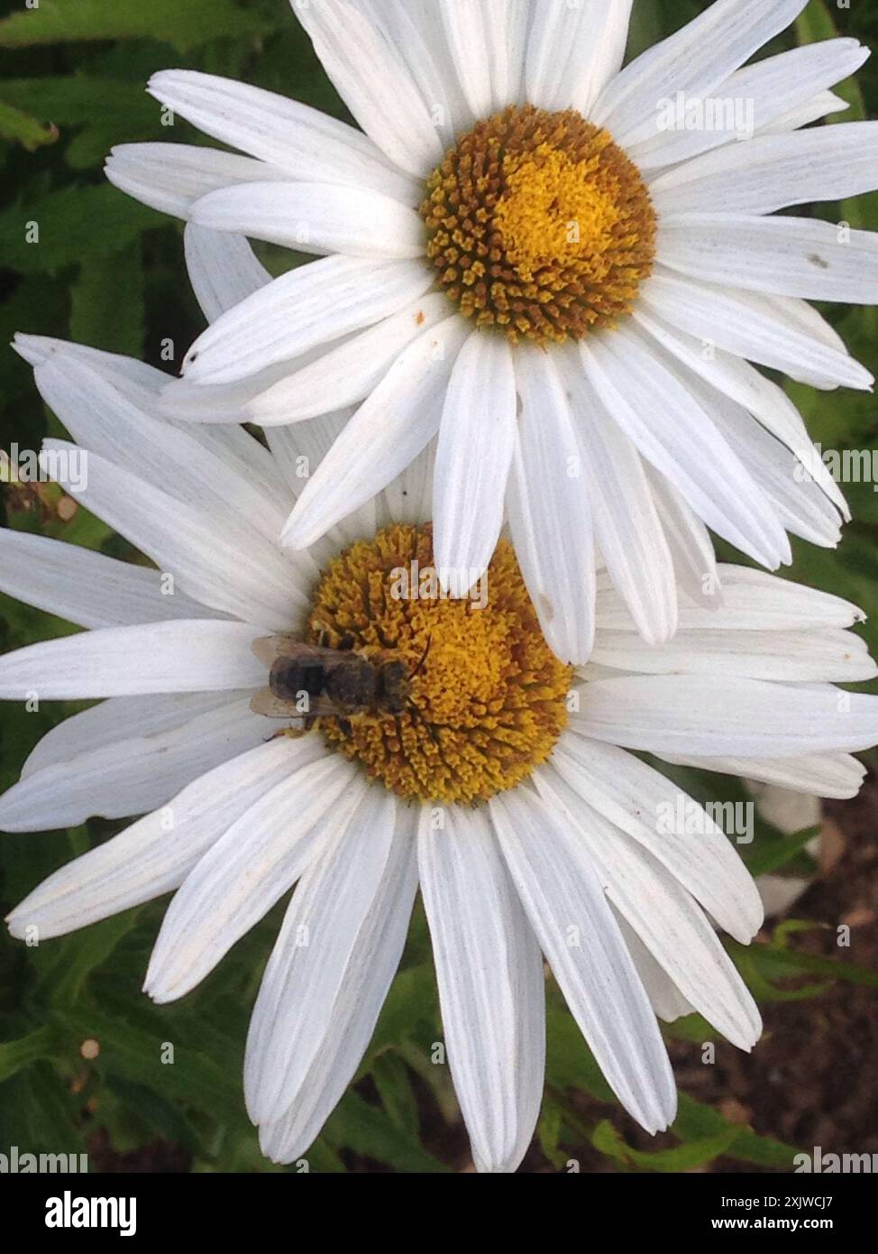 Western Leafcutter Bee (Megachile perihirta) Insecta Stock Photo - Alamy