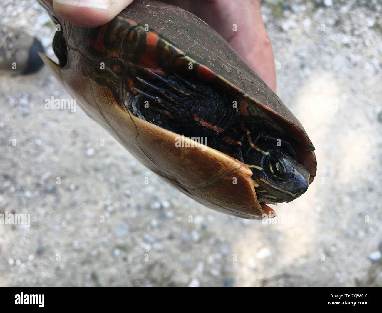 Painted Turtle (Chrysemys picta) Reptilia Stock Photo - Alamy