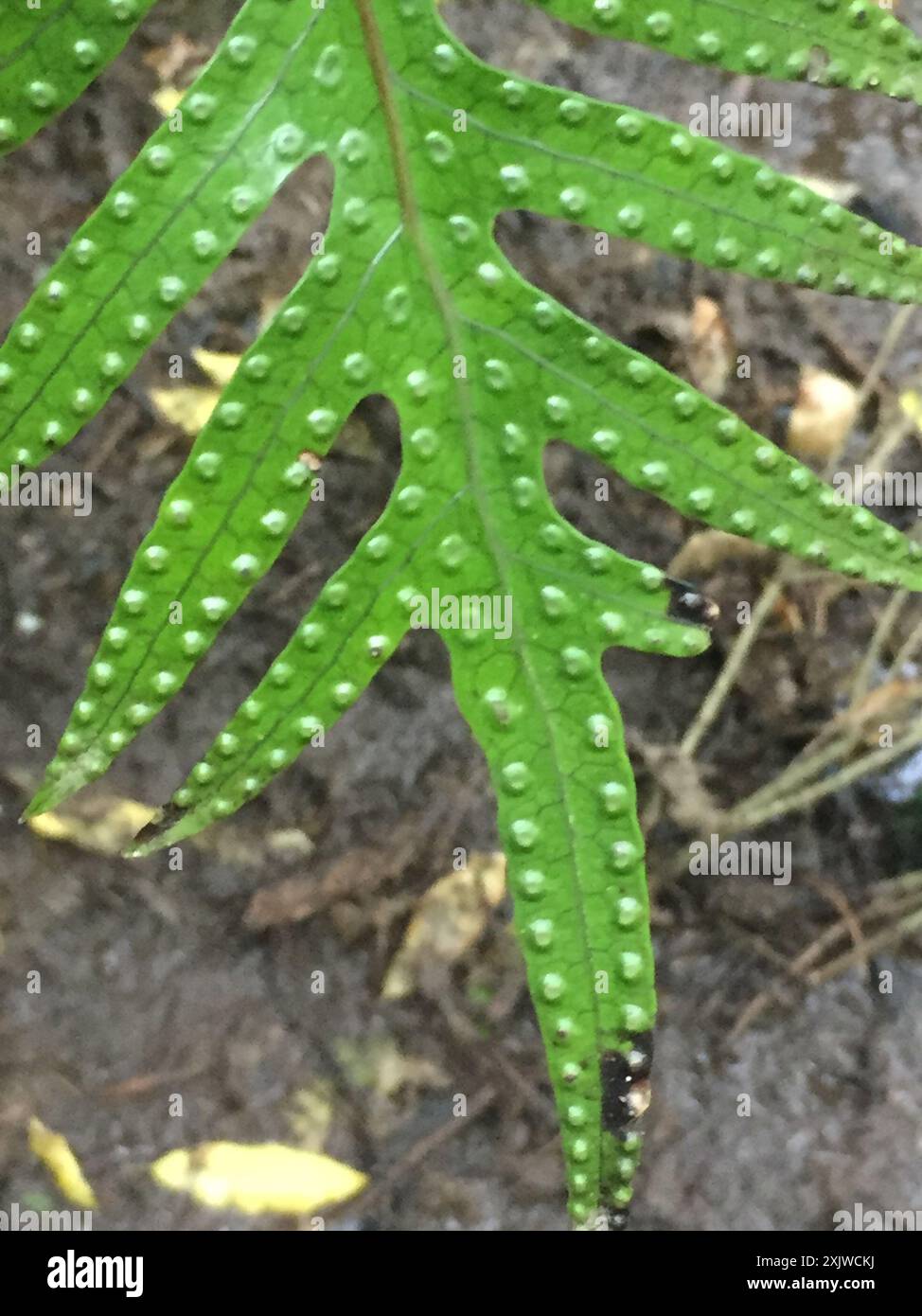 Kangaroo Fern (Microsorum pustulatum pustulatum) Plantae Stock Photo ...