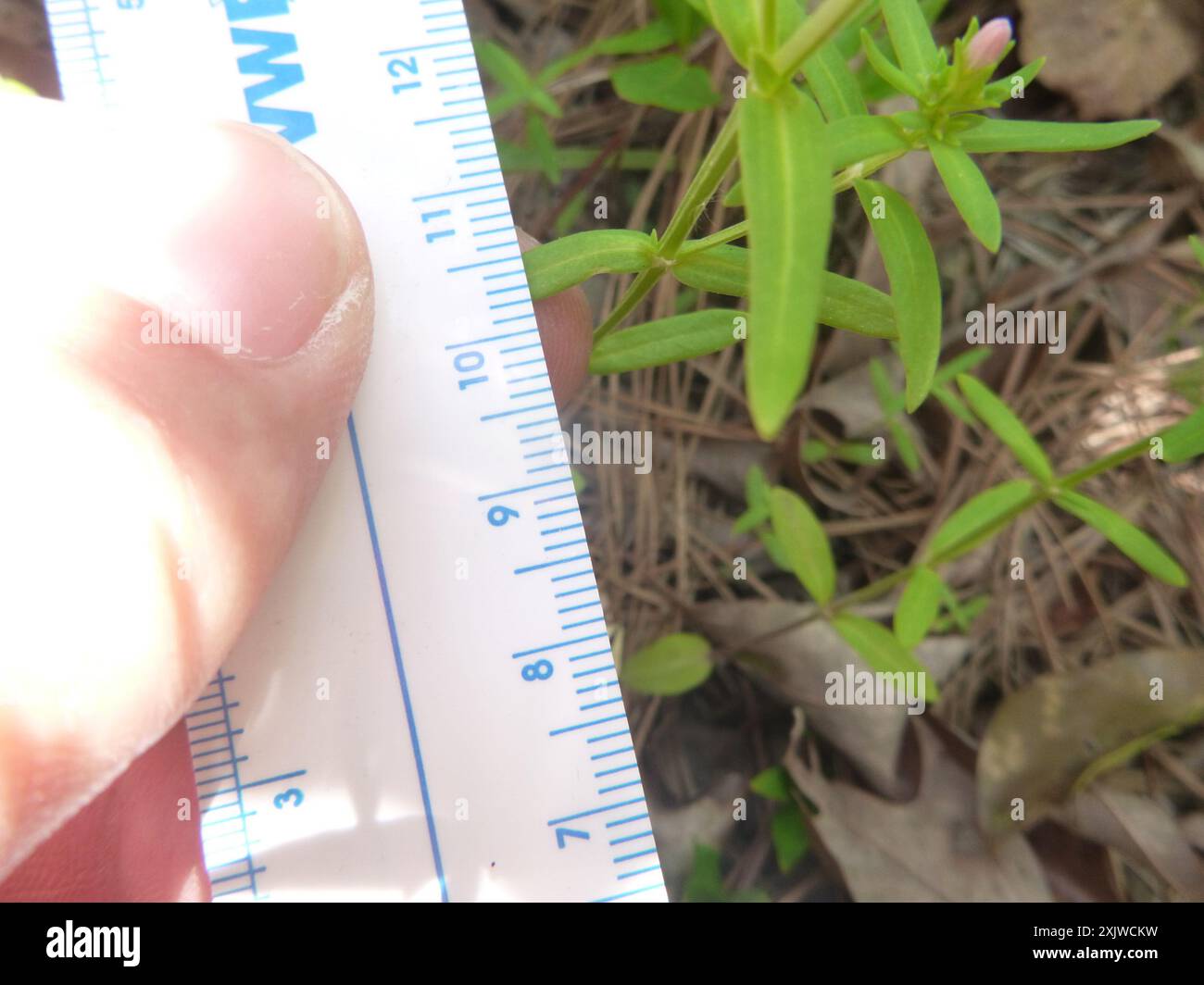 long-leaved bluets (Houstonia longifolia) Plantae Stock Photo - Alamy