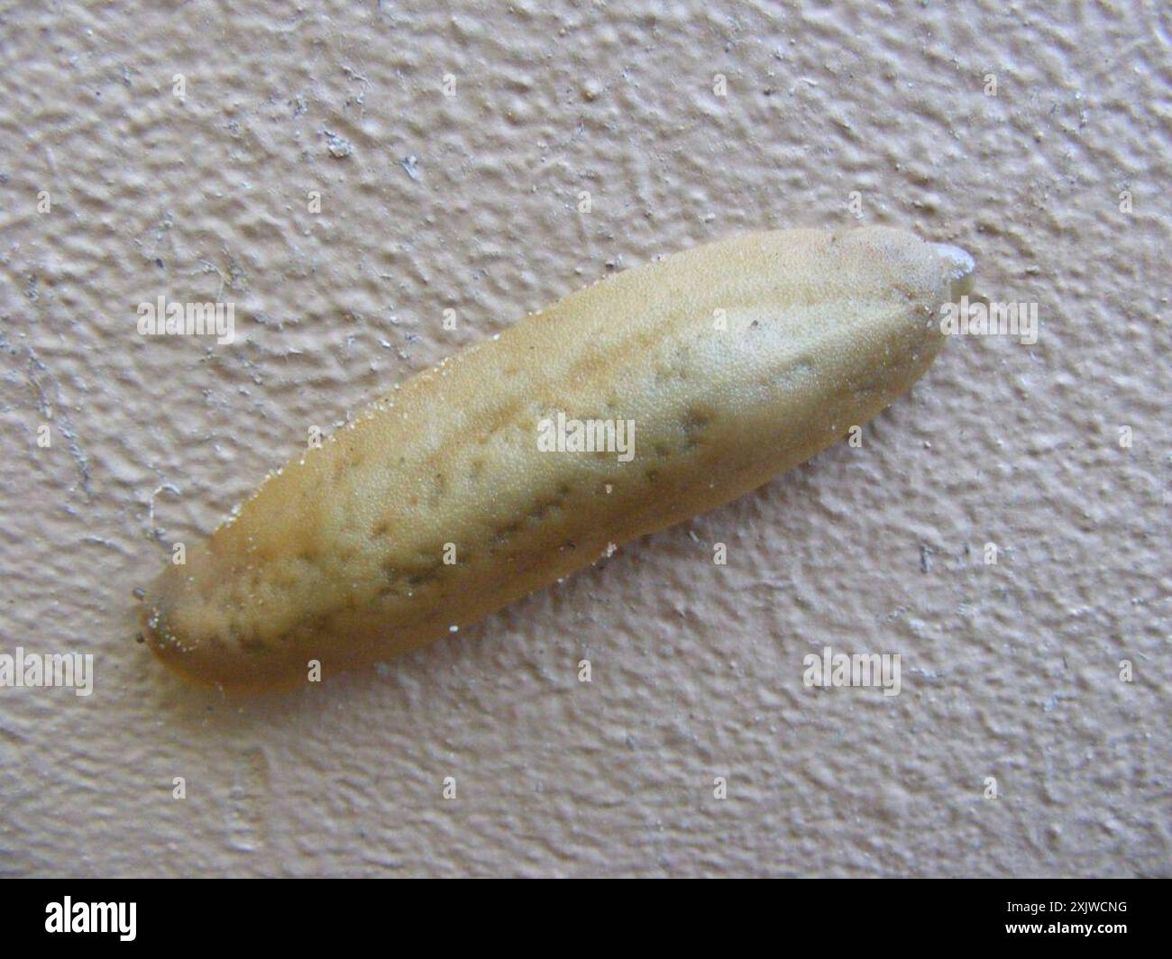 Brown Leatherback Slug (Laevicaulis natalensis natalensis) Mollusca ...