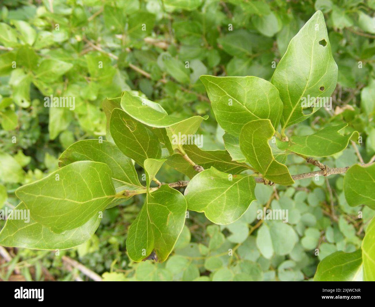 Rock Alder (Afrocanthium mundianum) Plantae Stock Photo - Alamy