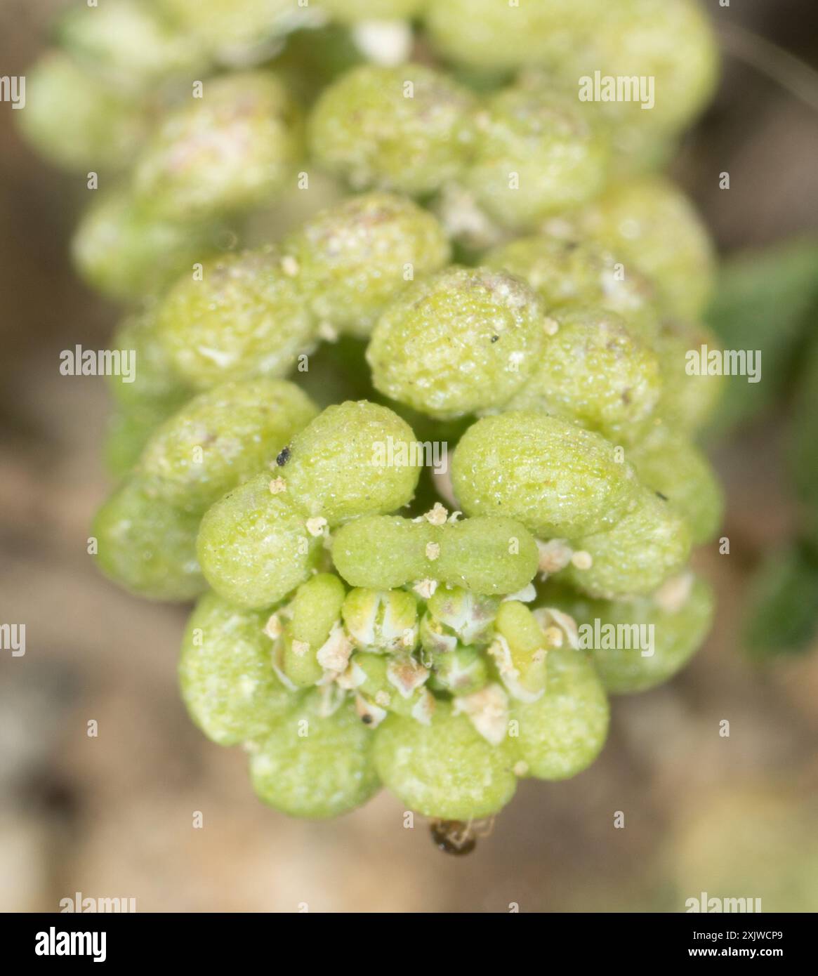 Lesser swine-cress (Lepidium didymum) Plantae Stock Photo - Alamy