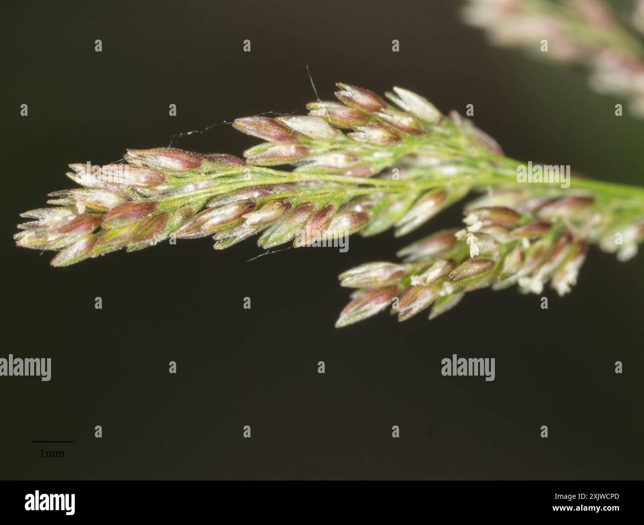 grasses (Poaceae) Plantae Stock Photo - Alamy
