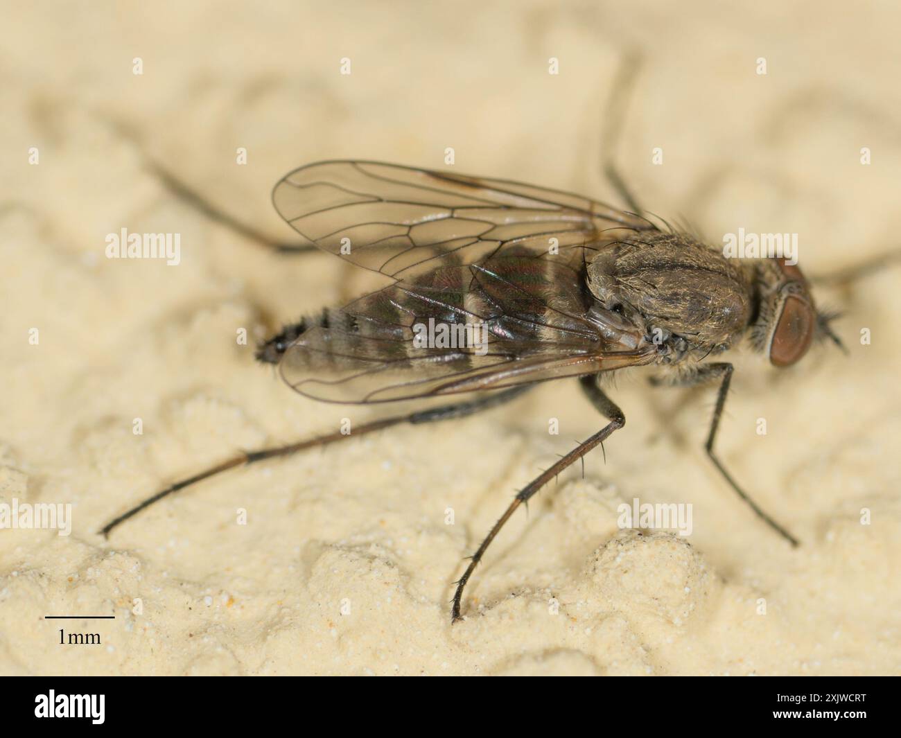 Stiletto Flies (Therevidae) Insecta Stock Photo - Alamy