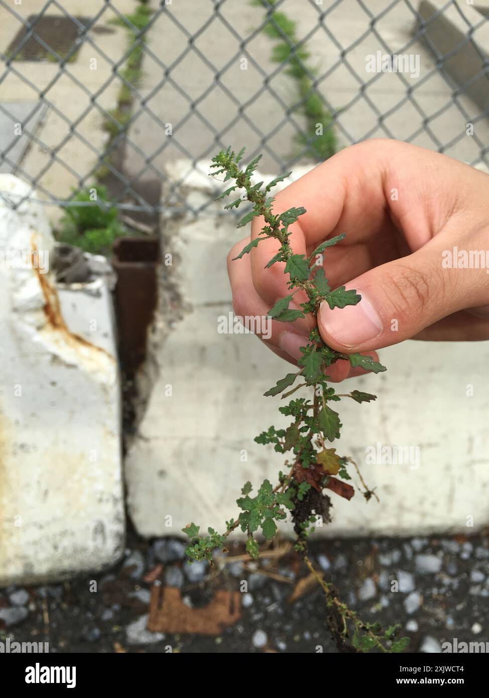 Clammy goosefoot (Dysphania pumilio) Plantae Stock Photo - Alamy