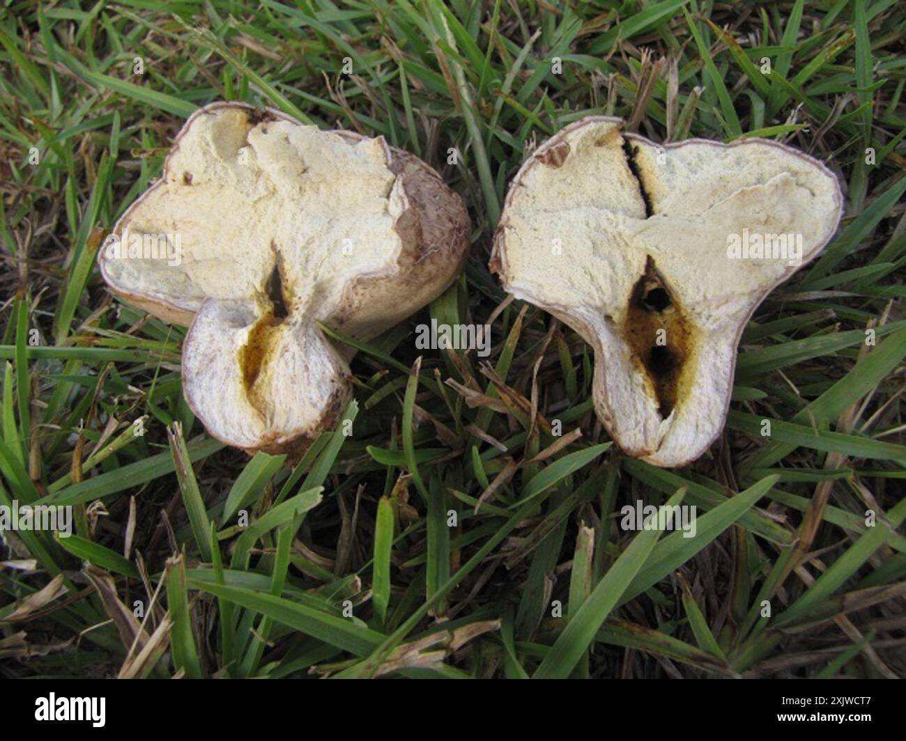 Purple-spored Puffball (Calvatia cyathiformis) Fungi Stock Photo - Alamy