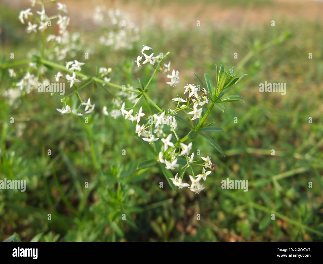 white bedstraw (Galium album) Plantae Stock Photo - Alamy