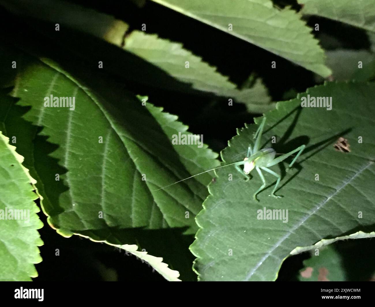 Australian Common Garden Katydid (Caedicia simplex) Insecta Stock Photo ...