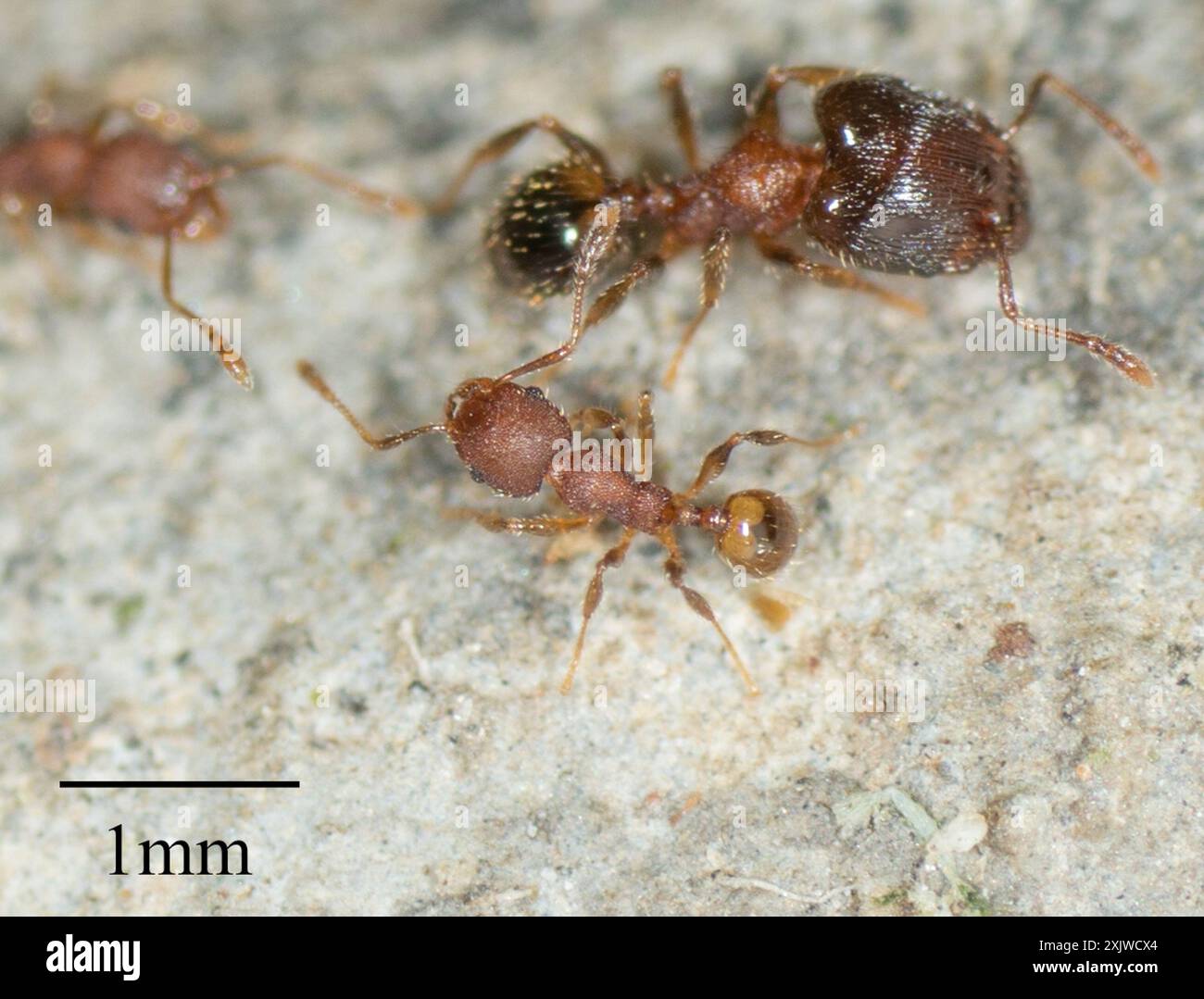 Big-headed Ants (Pheidole) Insecta Stock Photo - Alamy