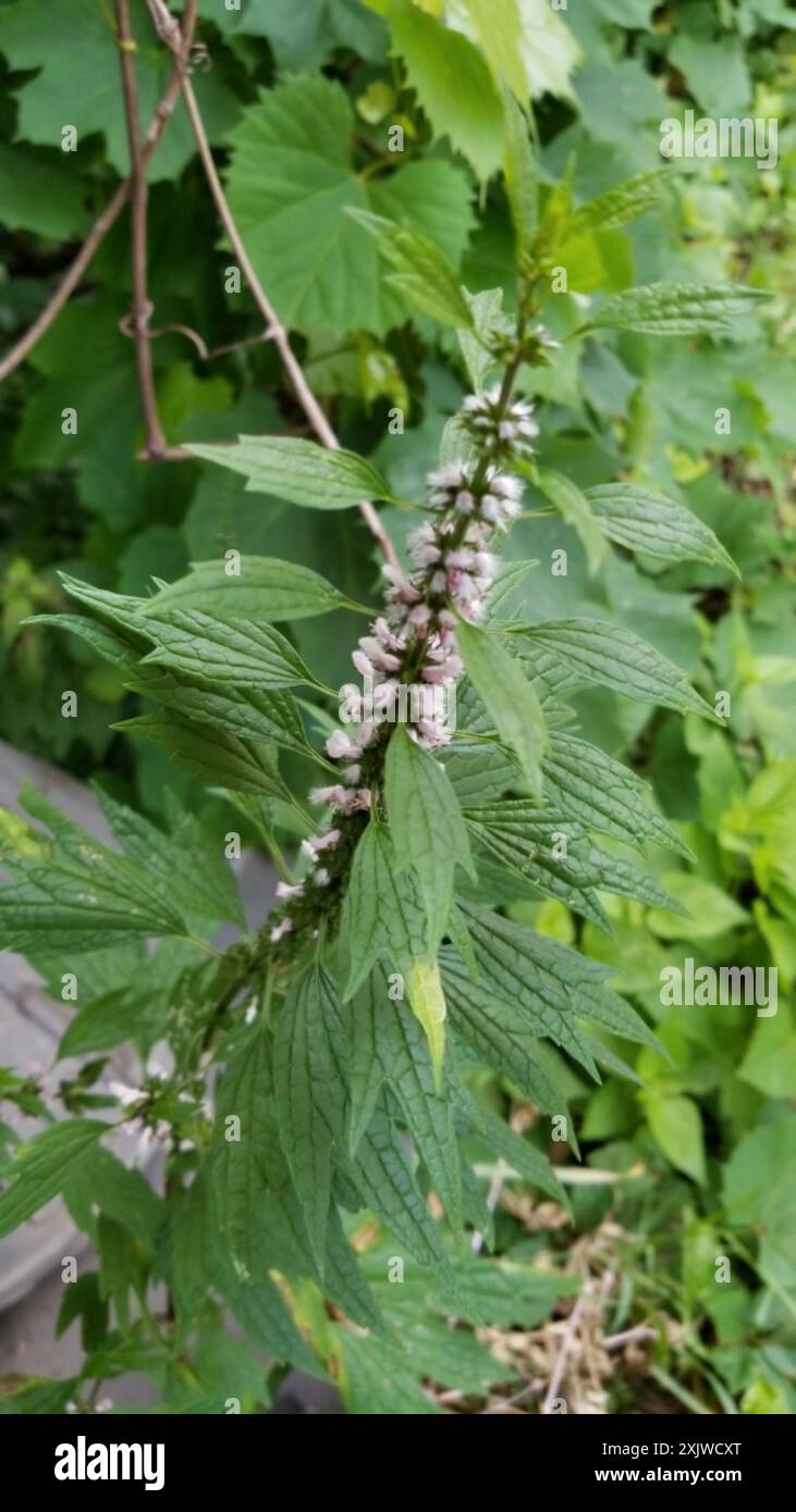 common motherwort (Leonurus cardiaca) Plantae Stock Photo - Alamy