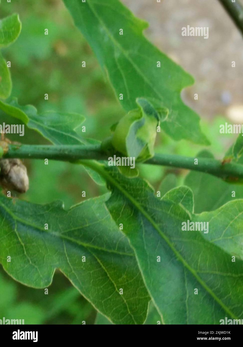 Oak Curved-leaf Gall Wasp (Andricus curvator) Insecta Stock Photo - Alamy