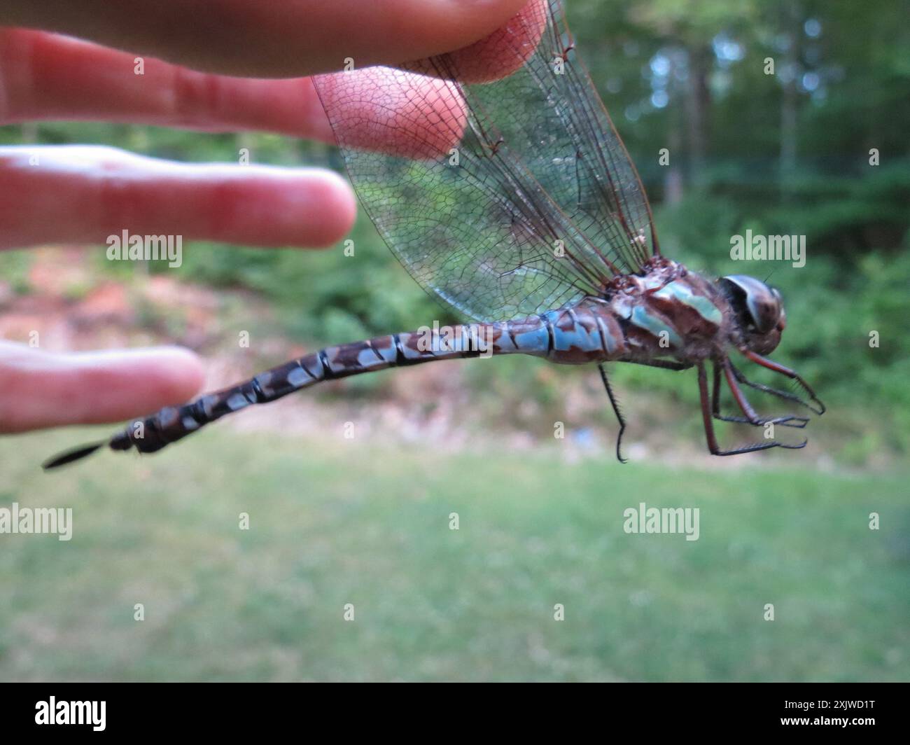 Green-striped Darner (Aeshna verticalis) Insecta Stock Photo - Alamy